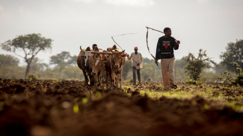 The Edge of Existence (2020) - go into the heart of the Serengeti