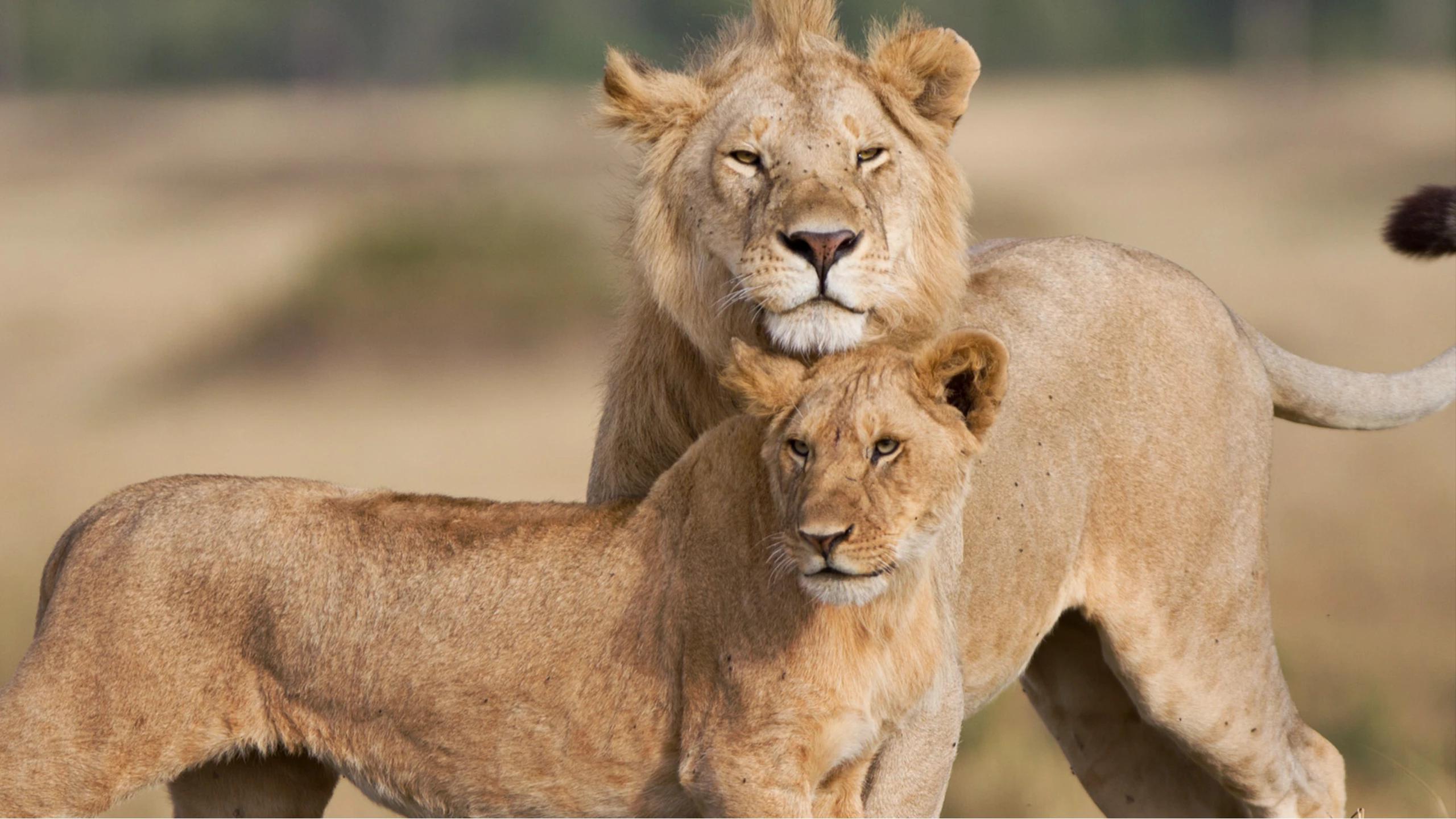 Lion: The Rise and Fall of the Marsh Pride - an epic saga